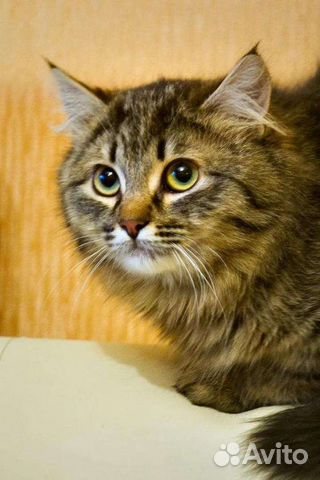 Кошка Рыська ищет дом