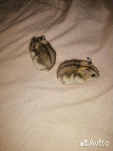 Джунгарский хомяк