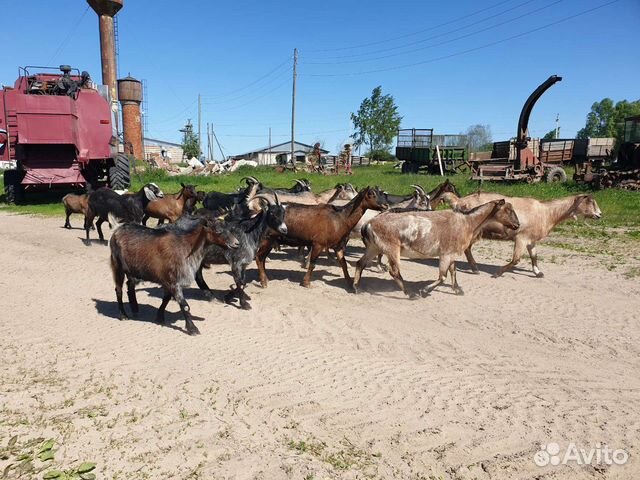 Альпийские козы