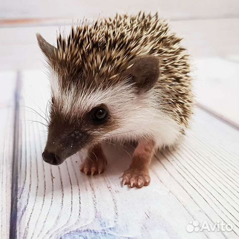 Карликовый еж - самец - Буррито