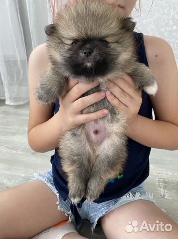 Шпиц