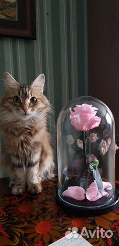 Сибирская кошечка ищет жениха
