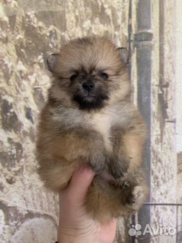 Шпиц померанский мальчик