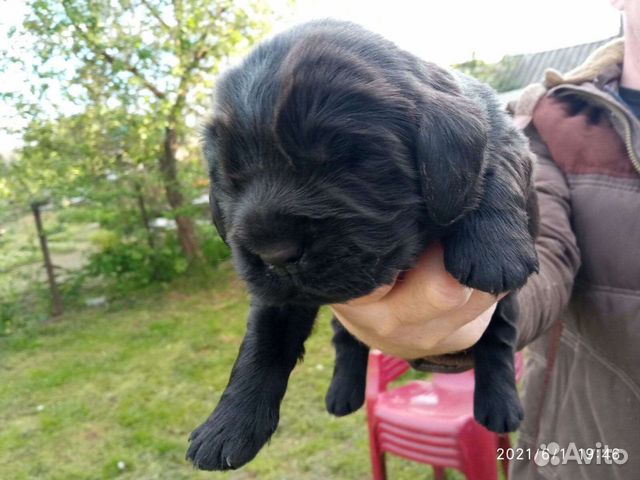 Щенки ньюфаундленда