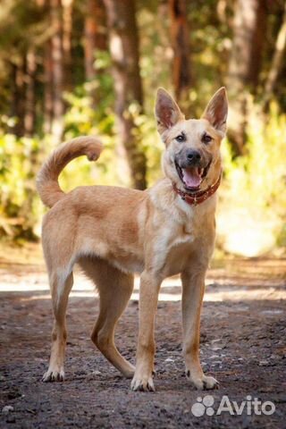 Помесь бельгийская овчарка девочка