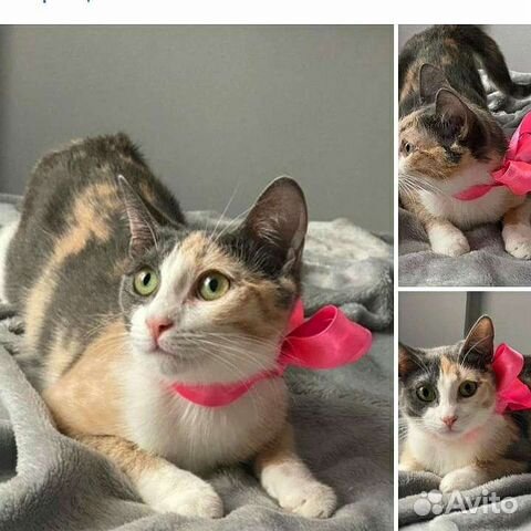 Котенок Лялька