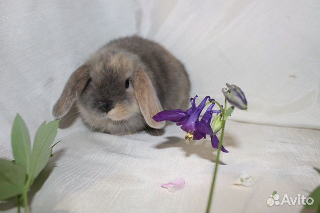 Карликовый вислоухий крольчонок из питомника