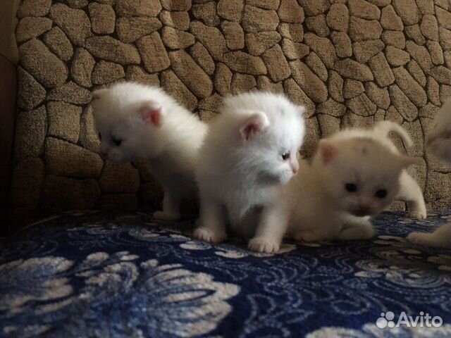 Шотландские котята