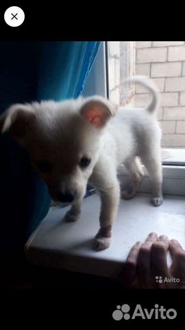 Собака тойчик бесплатно