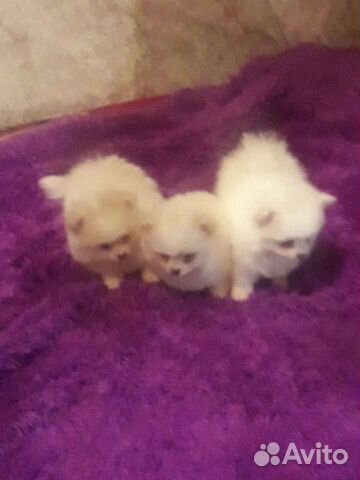 Шпицы белые