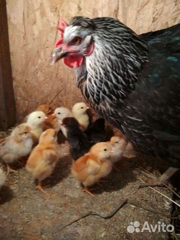 Курица (квочка) с цыплятами