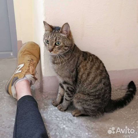 Кот бродяга симпатяга