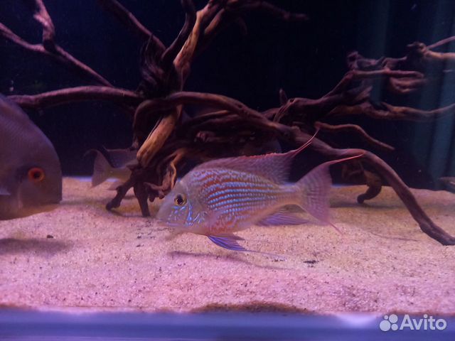 Геофагус Свени Порано geophagus sveni rio parana