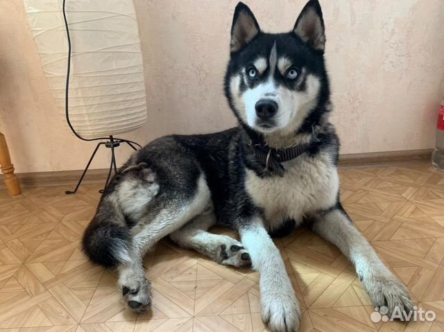 Сибирский хаски