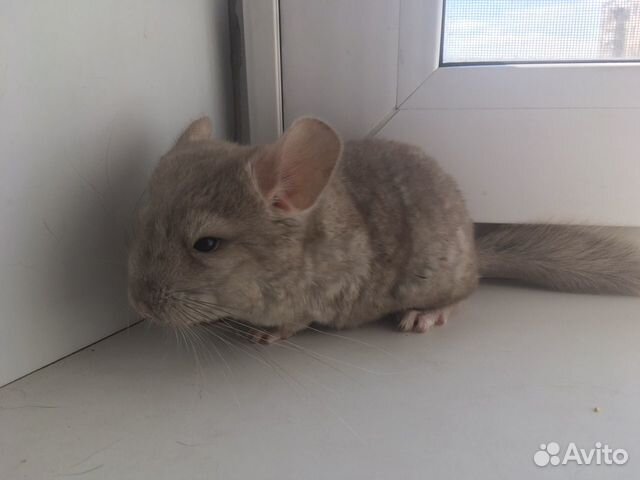 Шиншилла самочка 2 мес