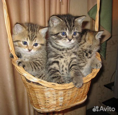 Шотландские тигровые котята -без документов