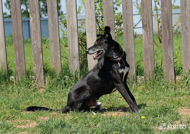 Пёс Малыш ищет хозяина. Отдадим в хорошие руки