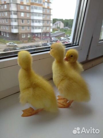Утята бройлеры