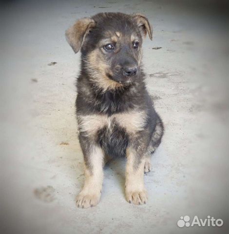 Верная подружка для вас