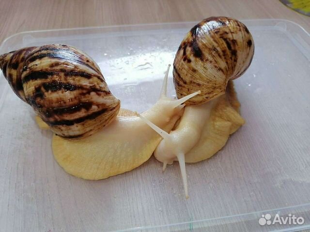 Улитки Ахатины