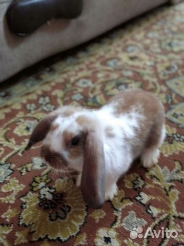 Декоративные кролики