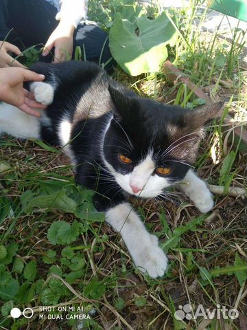 Кошка в дар