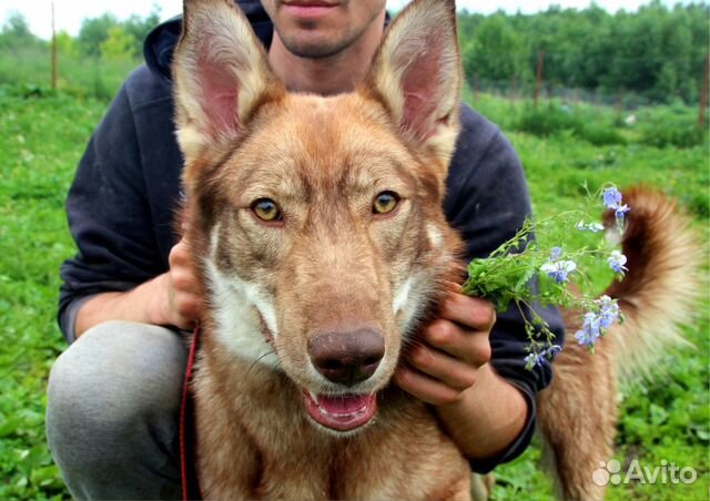 Офигительный Вейс ищет дом