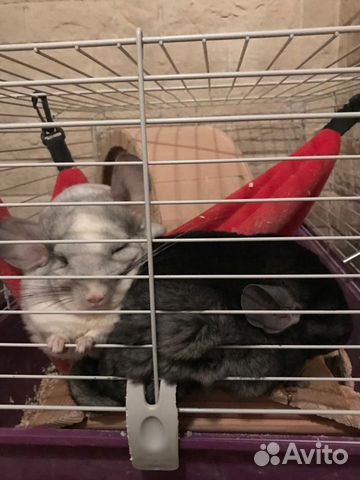 Две шиншиллы с клетками