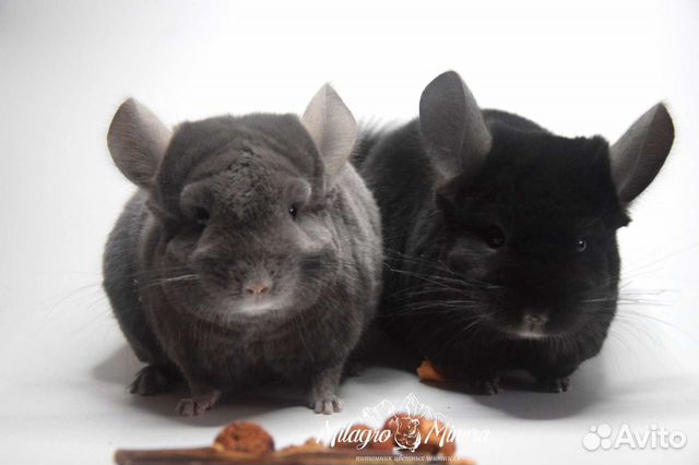 Пара шиншилл девочек
