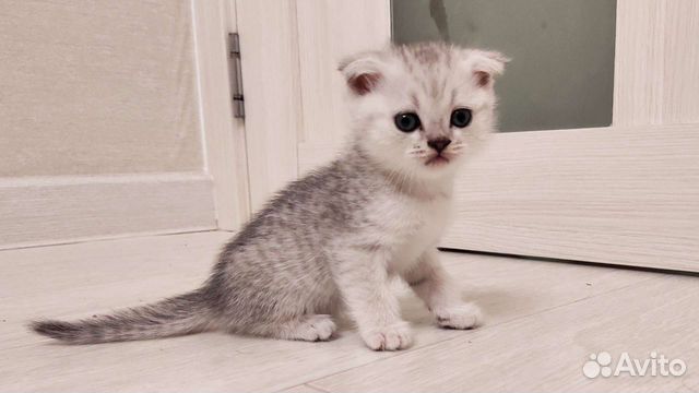Шотландские котята