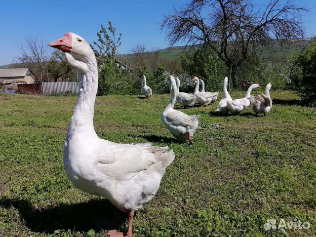 Продам гусей холмогорской породы