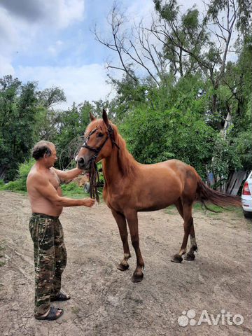 Лошадь