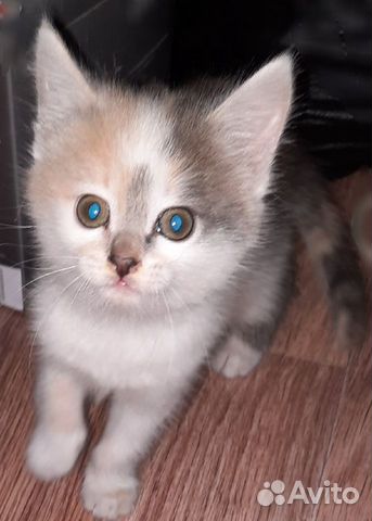 Кошечка 1,5 месяца бесплатно
