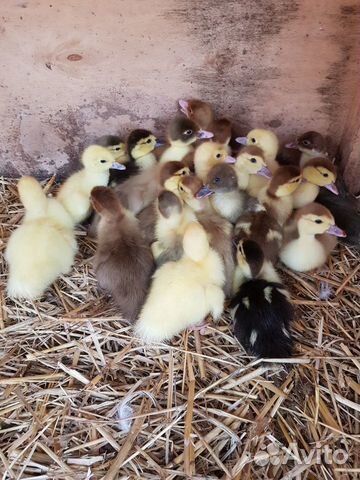 Мускусные утята