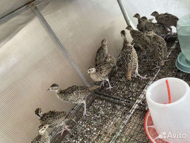 Цыплята Охотничьего Фазана