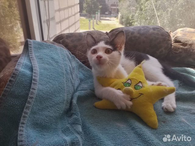 Котенок Йока