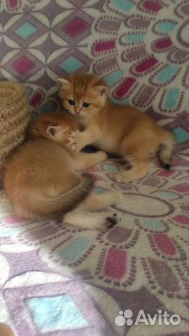 Котик золотинка с документами