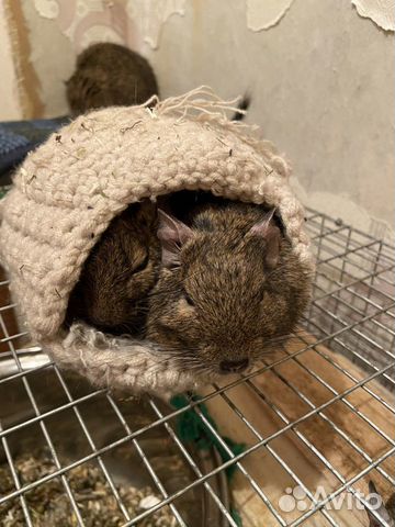 Мальчик дегу