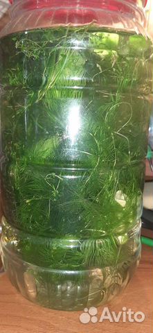 Аквариумные растения бесплатно