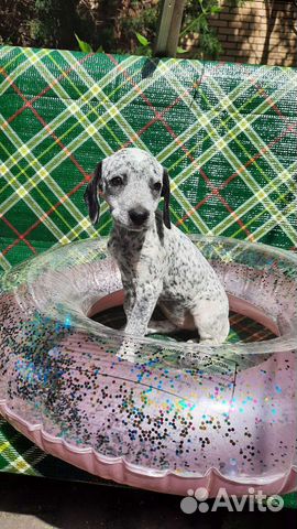 Долматинец щенок