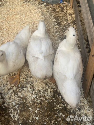 Толстенькие вкусные утки