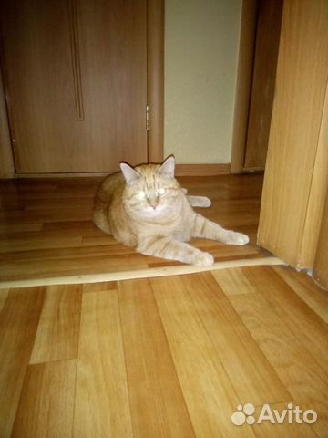 Котик в добрые руки