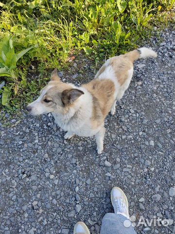 Отдам собаку(девочку) около 1 года