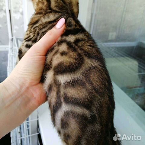 Кассиопея, бенгальская красавица