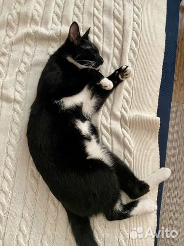 Красавец котик Лосяш