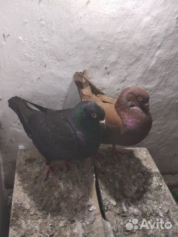 Голуби Кинг