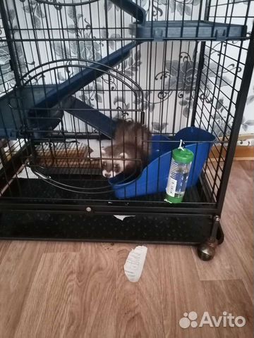Продам хорька с трехэтажной клеткой