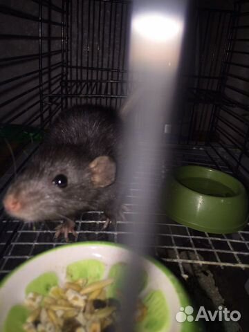 Крыса дамбо с клеткой