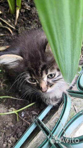 Сибирская кошка котенок отдам