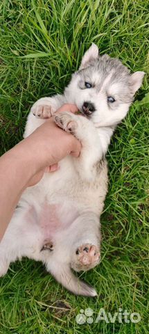 Щенки хаски